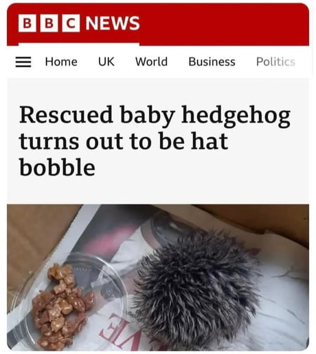 Best Funny hedgehog Memes - 9GAG