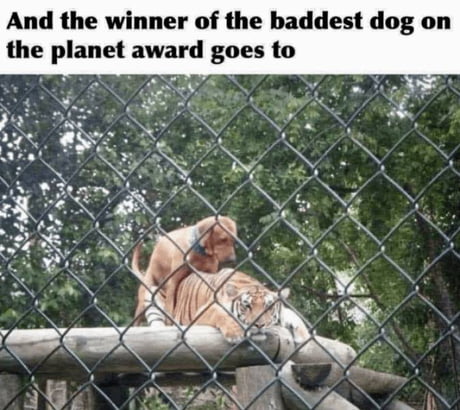 Best Funny tiger Memes - 9GAG