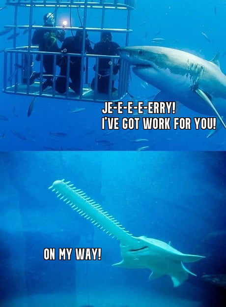 Best Funny sawfish Memes - 9GAG