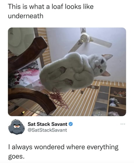 Best Funny cat loaf Memes - 9GAG