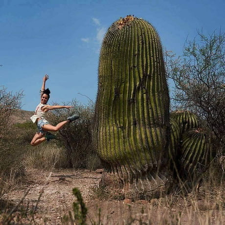 Best Funny cactus Memes - 9GAG