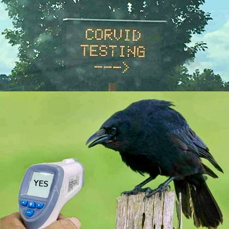 Funny Raven Memes Funny Raven Pictures