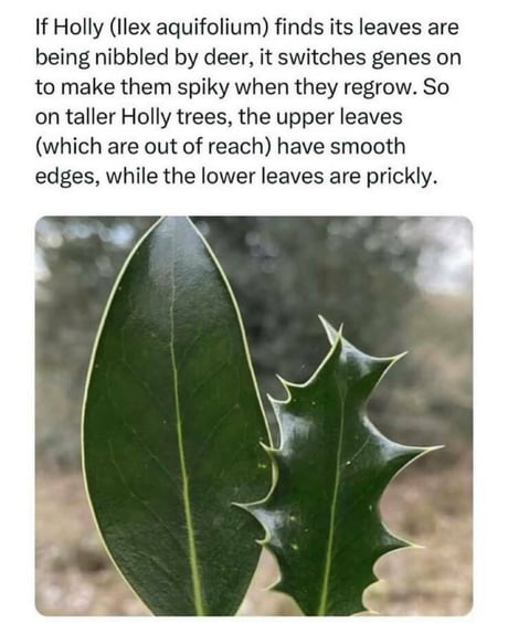 Best Funny giraffe Memes - 9GAG