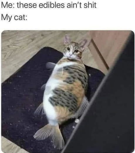 Best Funny catfish Memes - 9GAG