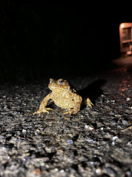 Best Funny toad Memes - 9GAG