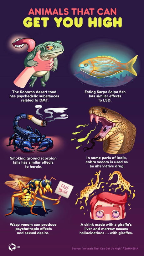 Best Funny wasp Memes - 9GAG