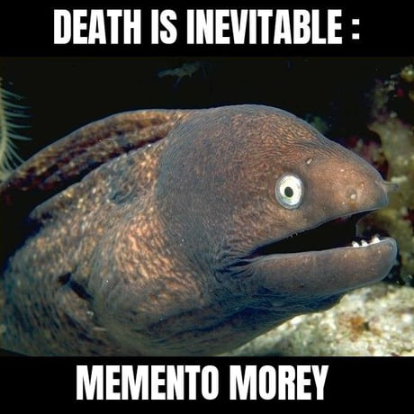 Moray Eel Joke Memes Funny Animal Behaviour Moray Eel Ties Itself In