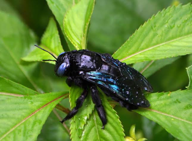 Could any of you captains tell me the English/scientific name for this ...