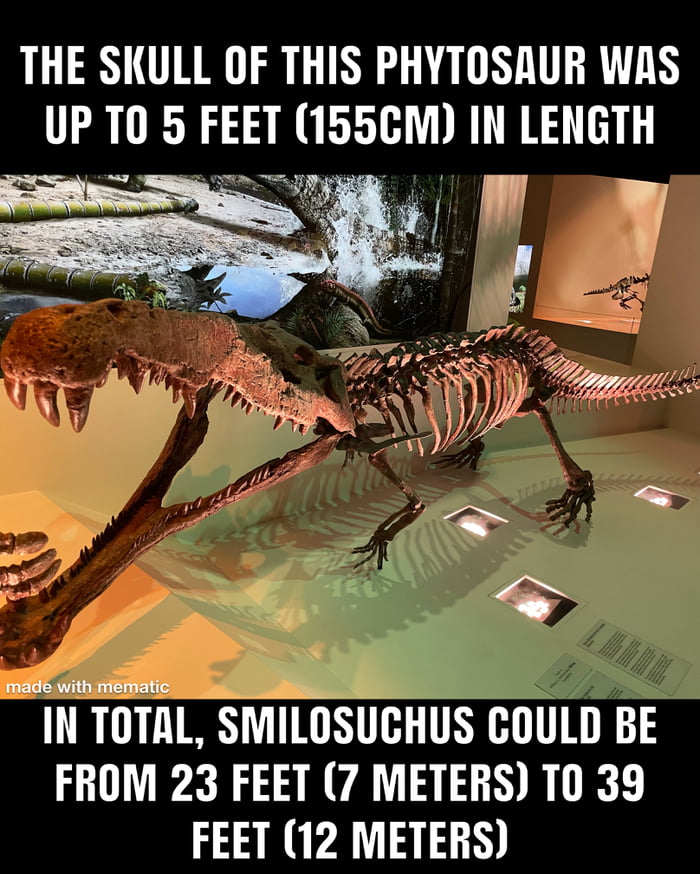 Smilosuchus is one of the larger known Phytosaurs! Pictured in Houston ...