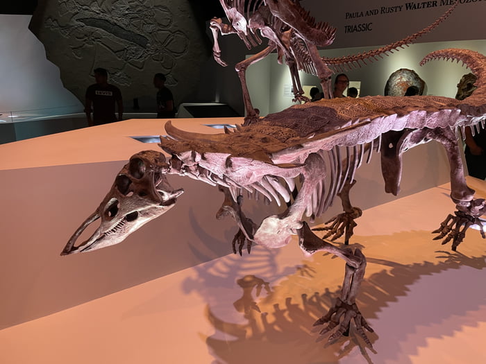 Aetosaurus! This heavily armored, herbivorous crocodile relative really ...