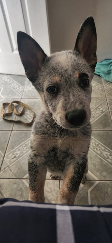 Best Funny blue heeler Memes - 9GAG