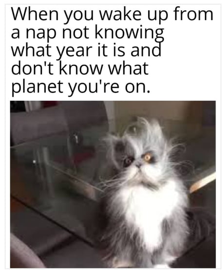 Best Funny funny cat Memes - 9GAG