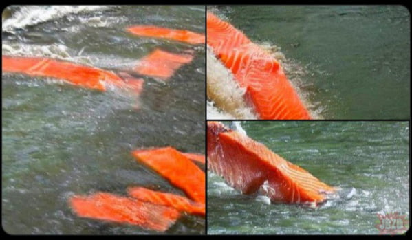 Salmon in the river according to AI - 9GAG