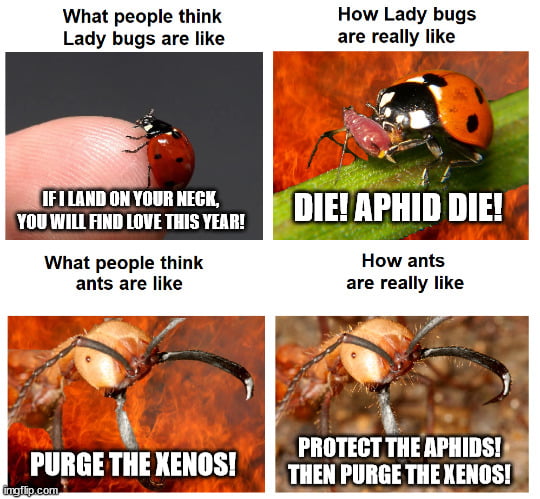 This meme was made by the Aphid gang - 9GAG