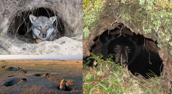 Portraying animal dens solely as being caves in the sides of mountains ...