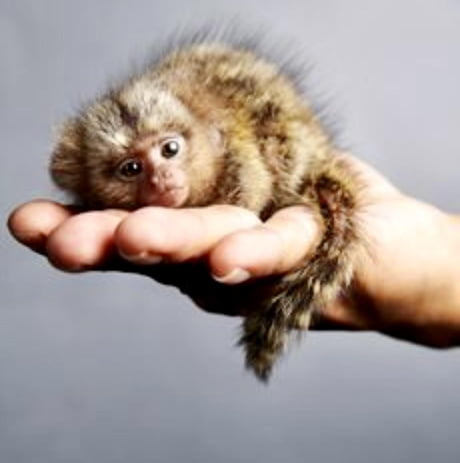 The Smallest Monkey In The World