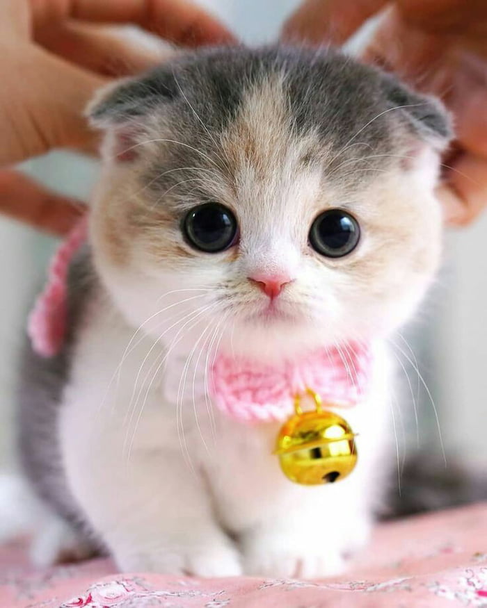 How adorable! - 9GAG