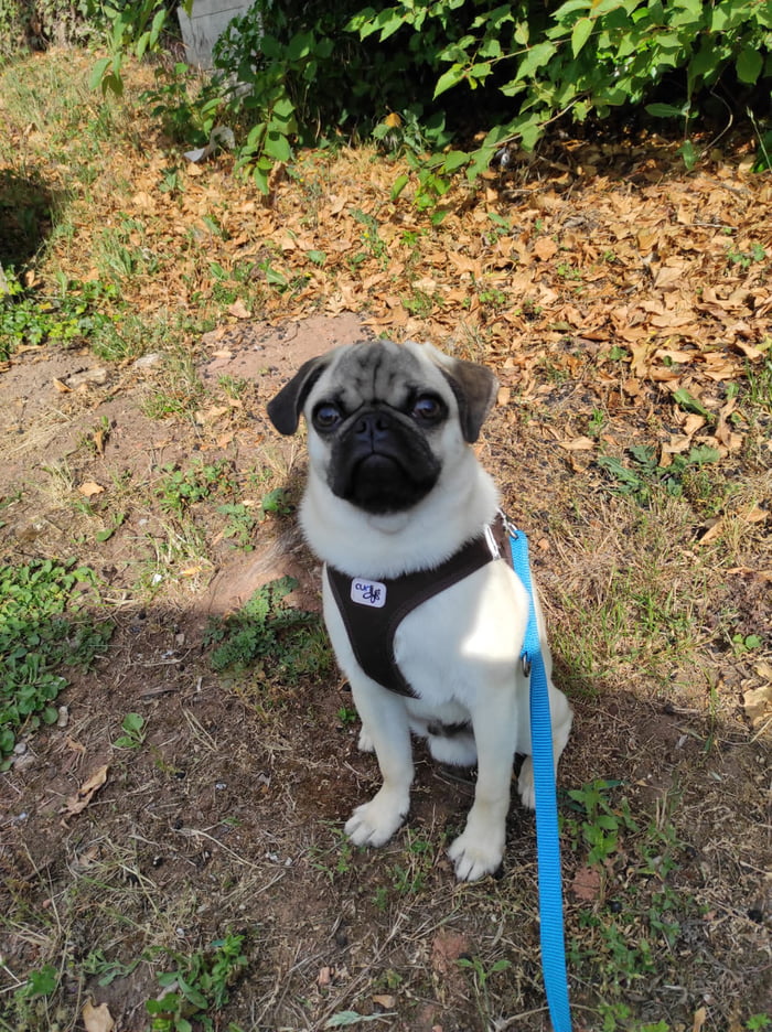 Here is a picture of my old german pug, for all the pug owner hater. He ...