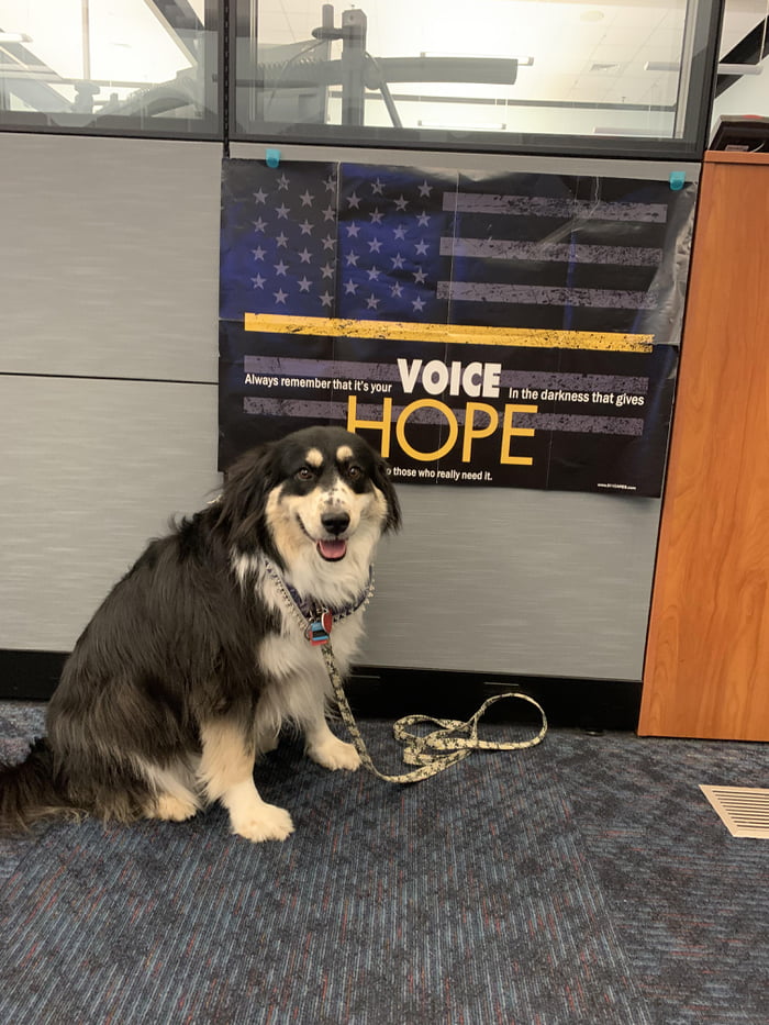 Therapy Dog Daisy for a 911 Call Center. - 9GAG