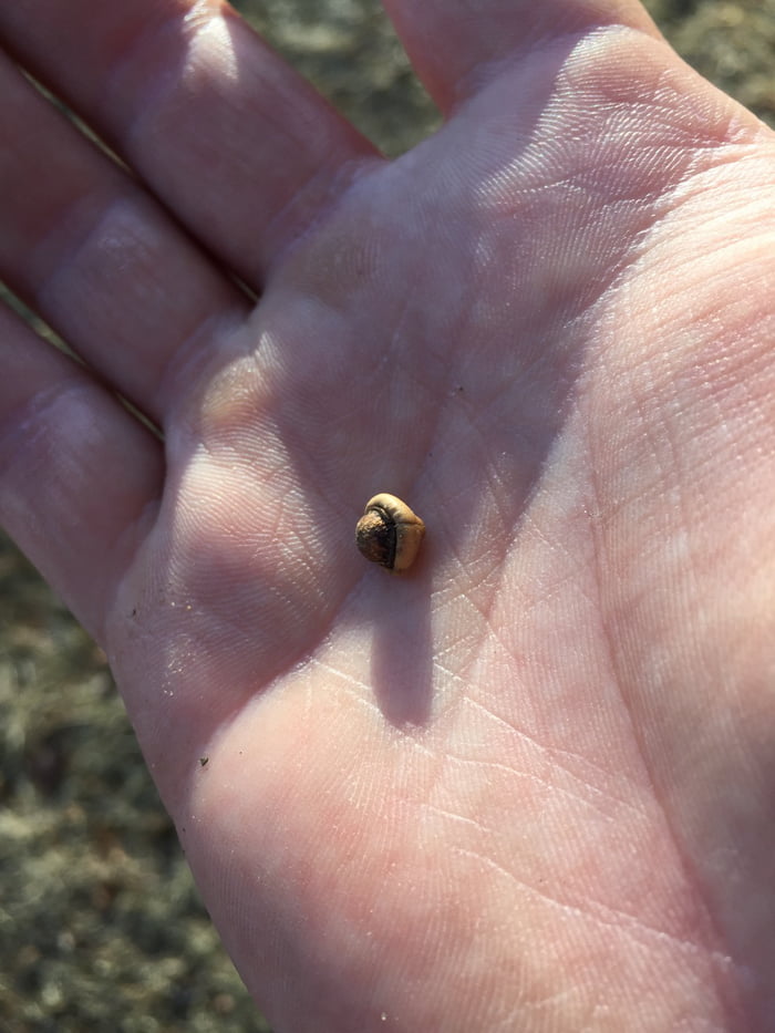 The smallest acorn I have ever seen. - 9GAG