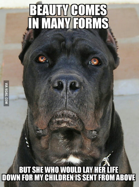 Funny Cane Corso Memes