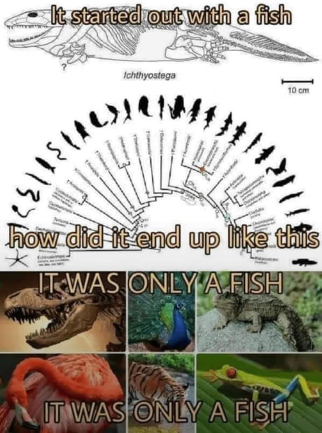 Funny Evolution Memes Margot Murphy On X: "@OxyEvo Poking Fun At The