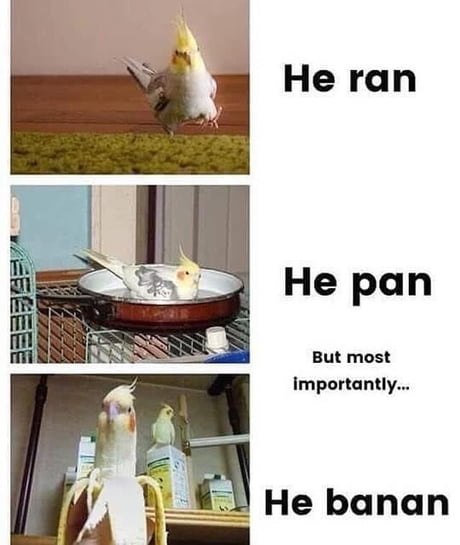 Best Funny birb Memes - 9GAG