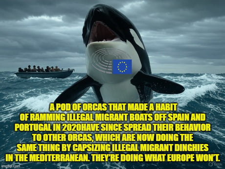 Best Funny orca Memes - 9GAG