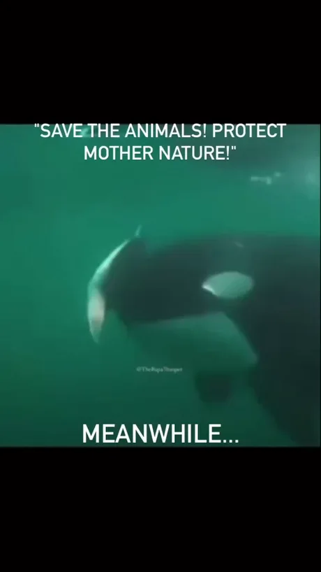Orca Stop Memes Orca & Mobula Ray Safari Baja California Mexico
