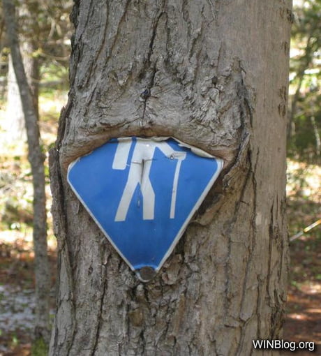 Best Funny tree Memes - 9GAG