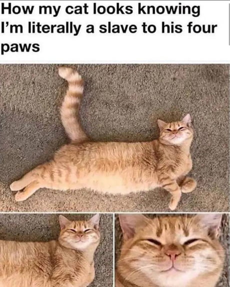 Smug Look Memes