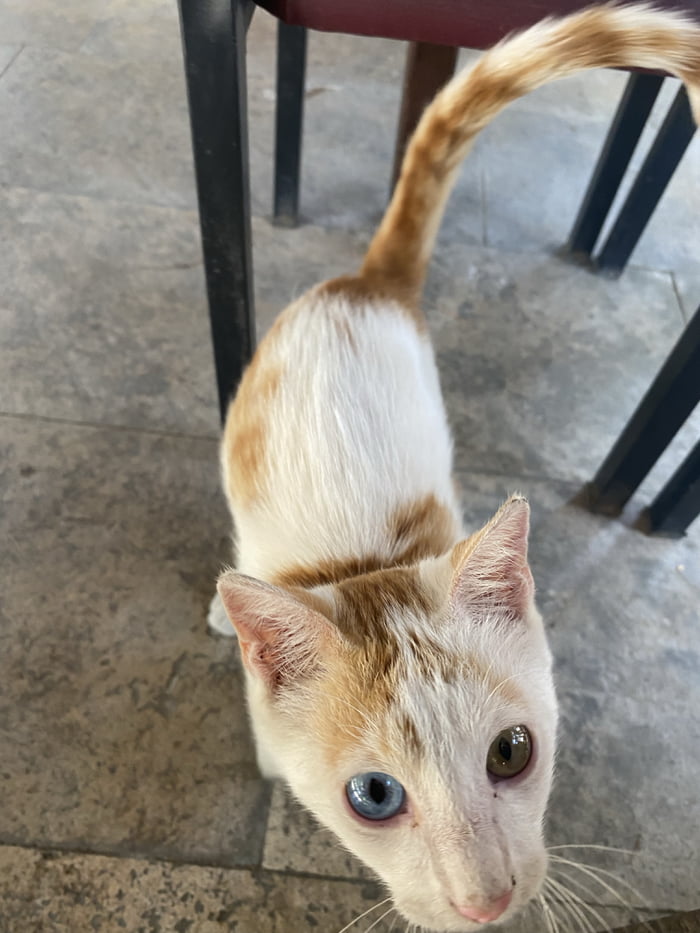 A random stray cat in Turkey - 9GAG