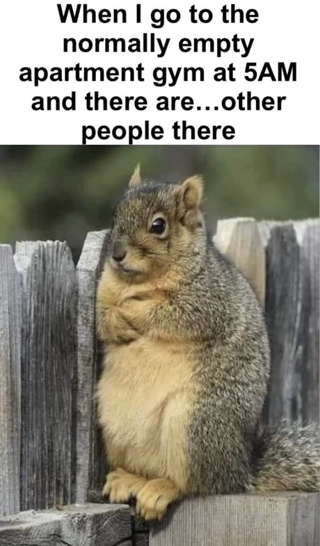 Best Funny squirrel Memes - 9GAG