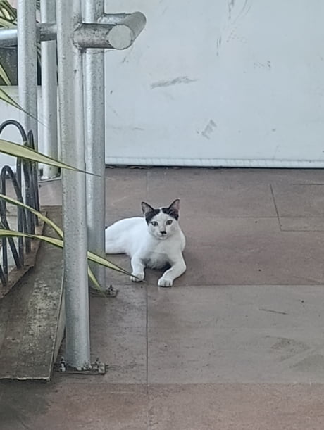 Best Funny kitler Memes - 9GAG
