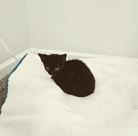 30+ Illegally Smol Cats Memes, GIFs, Videos and more