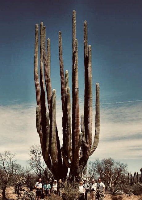 Best Funny cactus Memes - 9GAG