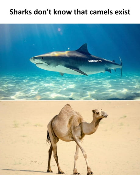 Best Funny camel Memes - 9GAG