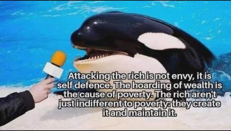 Best Funny orca Memes - 9GAG