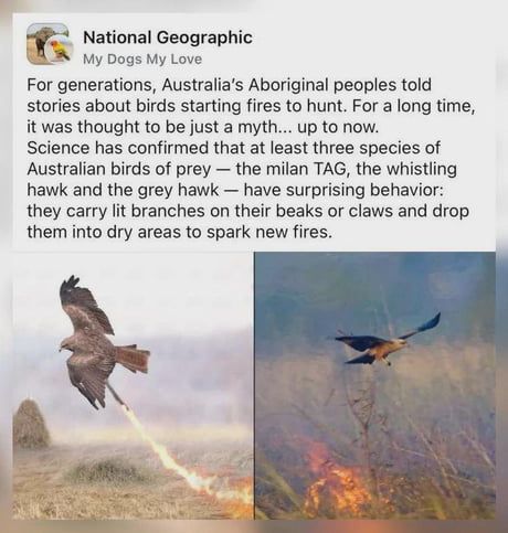 Best Funny aboriginal Memes - 9GAG