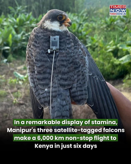 Best Funny falcon Memes - 9GAG