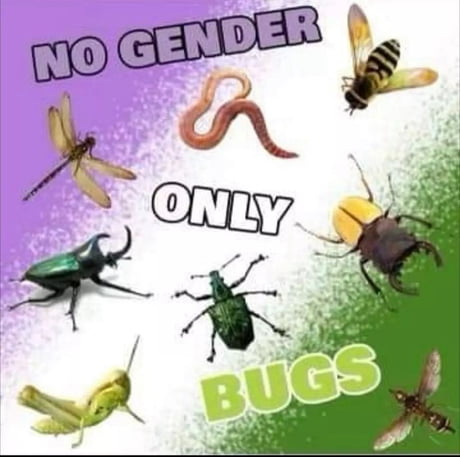 Best Funny bug Memes - 9GAG