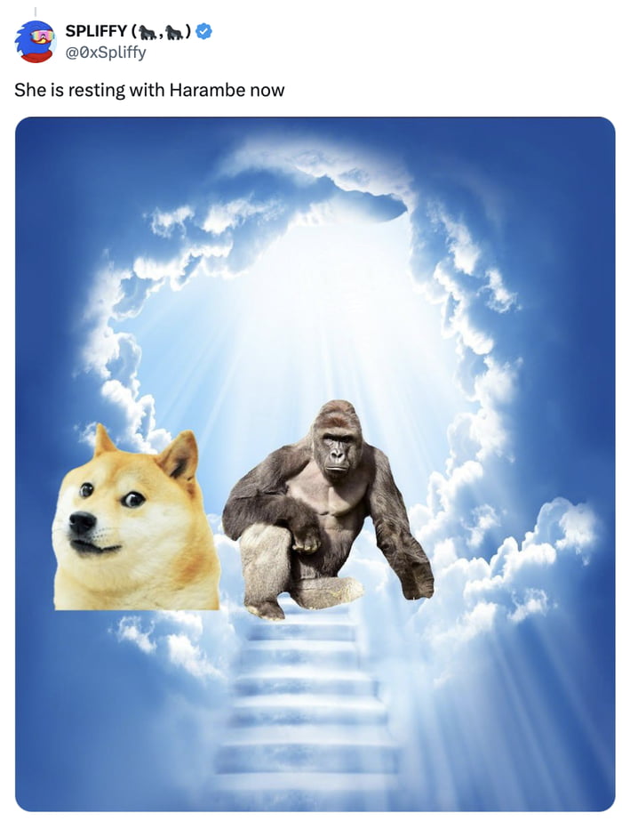 Beloved 'Doge' Meme Shiba Inu Kabosu Has Sadly Passed Away - 9GAG