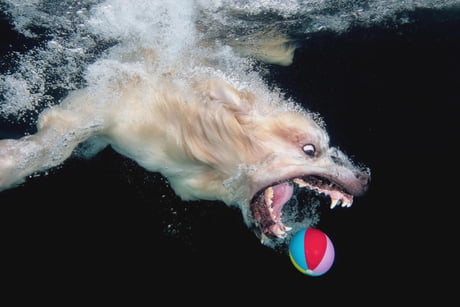 Best Funny underwater Memes - 9GAG
