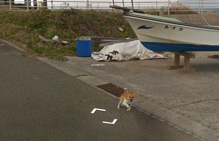 Doggo Chases Google Street View Car In Japan, Photobombs Each Pic Along ...
