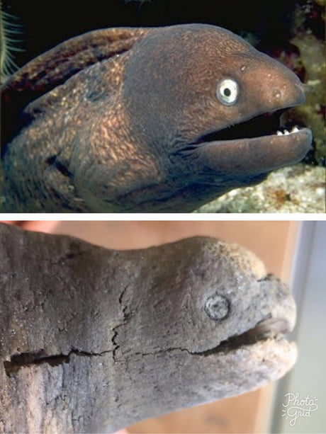 Bad Pun Eel