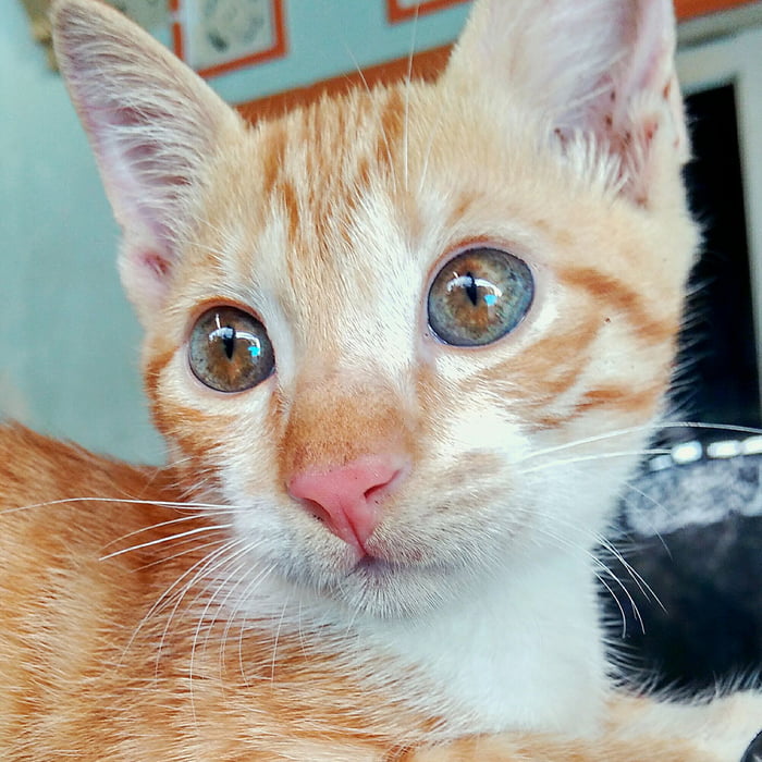 Cat has copper and blue colors in each eye - 9GAG