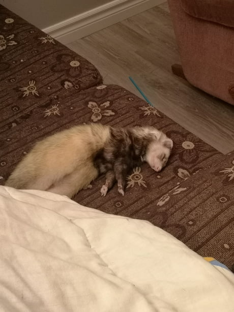 Giant Russian Ferret