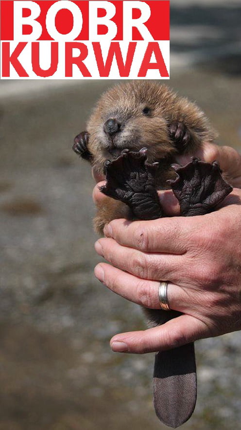 Here, you've seen enough politics, take this Bobr kurwa to regenerate your mental helth points ...