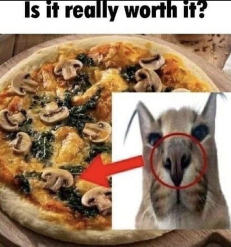 Best Funny big cat Memes - 9GAG