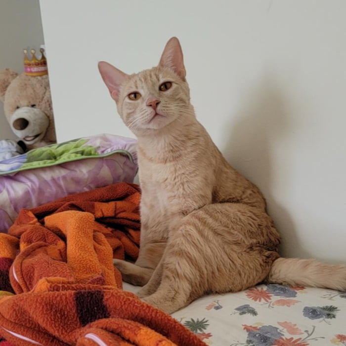 Orange cat w elevator music in his brain - 9GAG